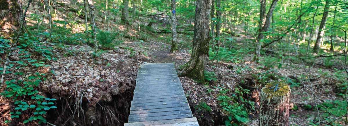 Bat Lake - Trails In Algonquin Park » Algonquin Park