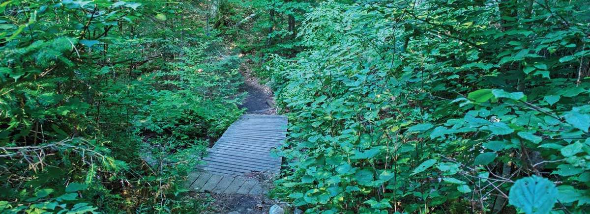 Bat Lake - Trails In Algonquin Park » Algonquin Park