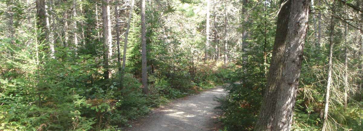Spruce Bog Boardwalk - Best Hiking Trails In Algonquin Park » Algonquin ...