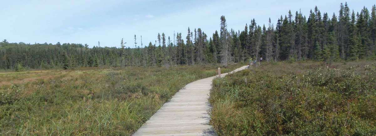 Spruce Bog Boardwalk - Best Hiking Trails In Algonquin Park » Algonquin ...