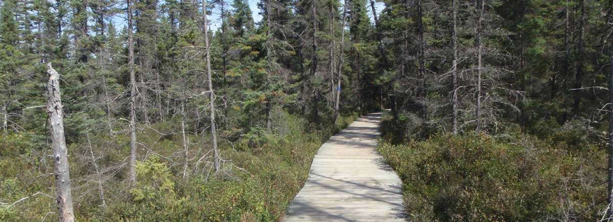 Spruce Bog Boardwalk - Best Hiking Trails In Algonquin Park » Algonquin ...