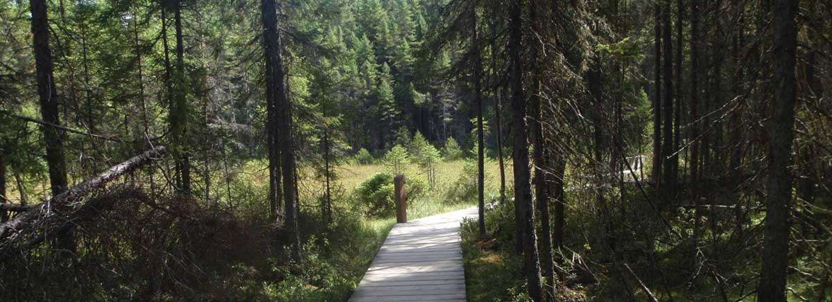 Spruce Bog Boardwalk - Best Hiking Trails In Algonquin Park » Algonquin ...