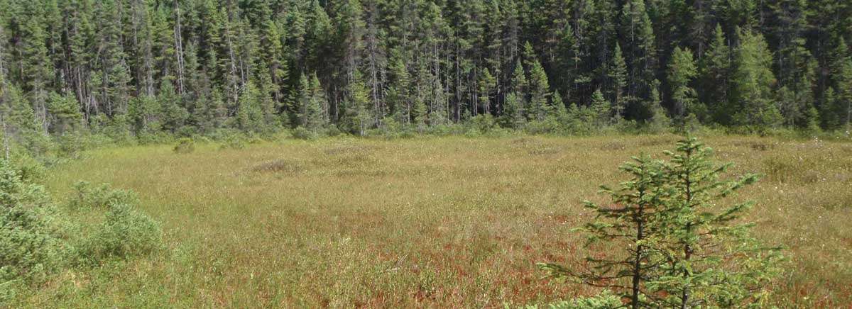 Spruce Bog Boardwalk - Best Hiking Trails In Algonquin Park » Algonquin ...