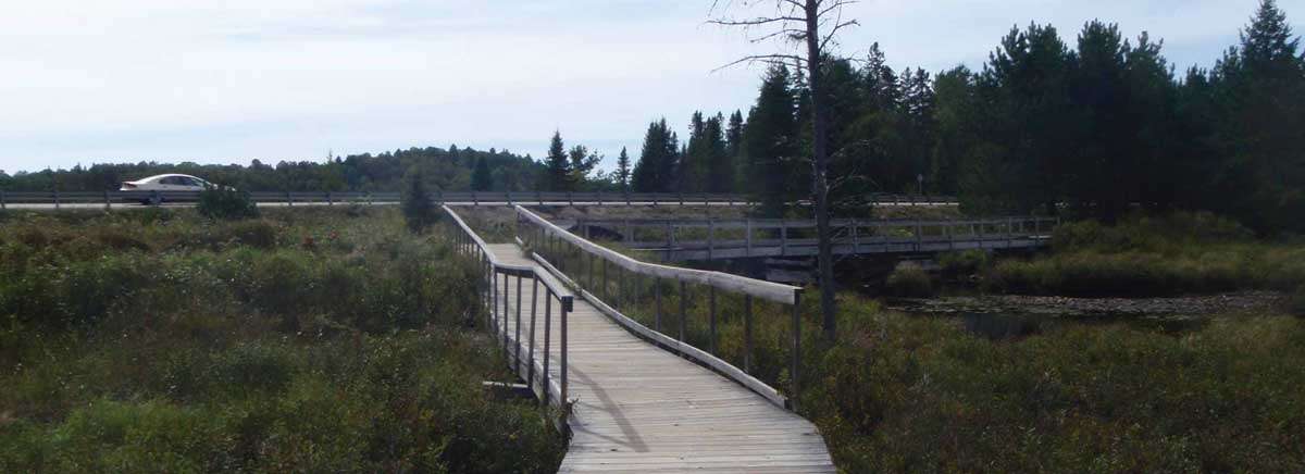 Spruce Bog Boardwalk - Best Hiking Trails In Algonquin Park » Algonquin ...